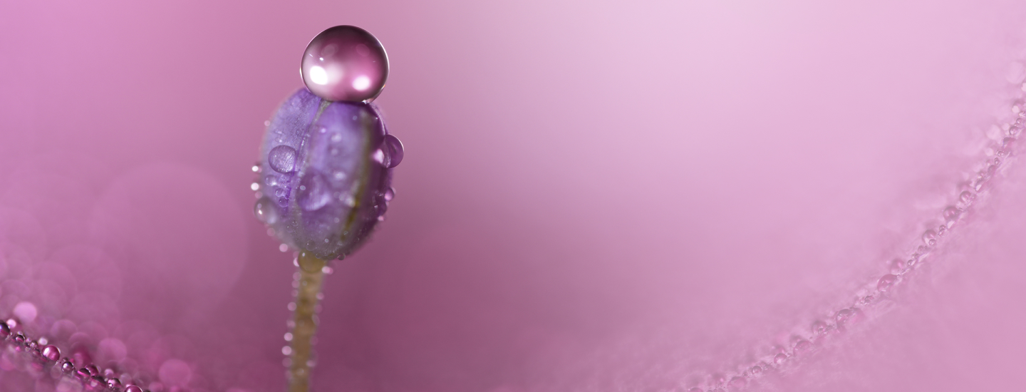 Sony 1.4x max. magnification in Sony's Versatile FE 100mm F2.8 Macro GM ...