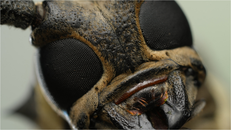 Sony 1.4x max. magnification in Sony's Versatile FE 100mm F2.8 Macro GM ...